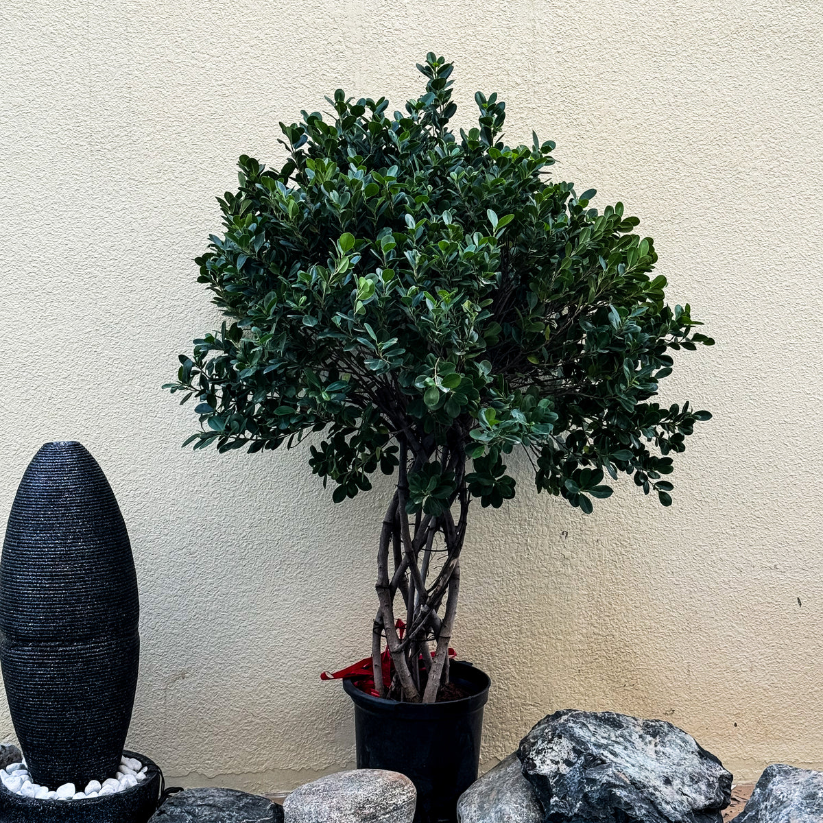 Ficus Panda Twisted Stem – Plant Studio LLC