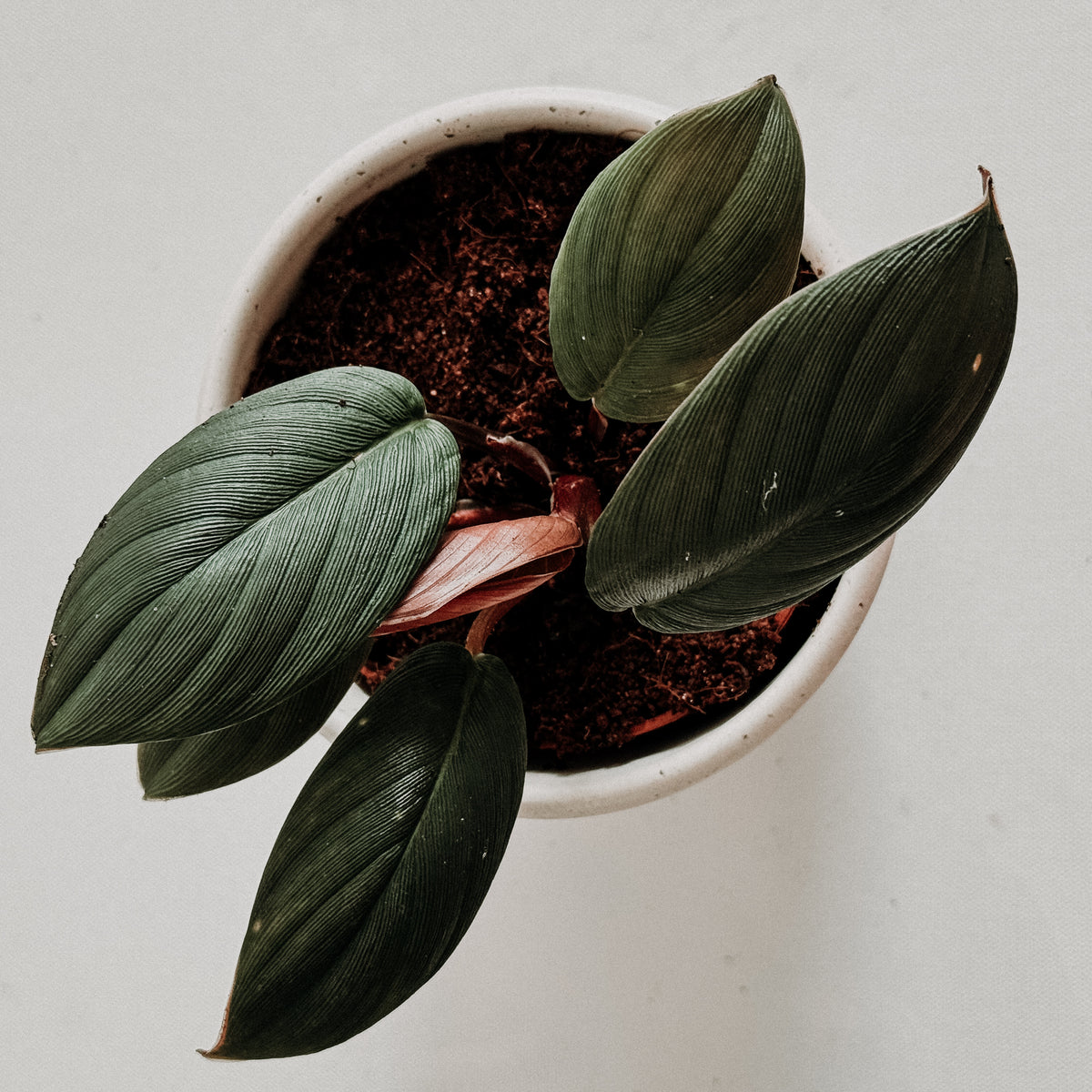 Homalomena 'Camouflage' Red Sumatra – Plant Studio LLC