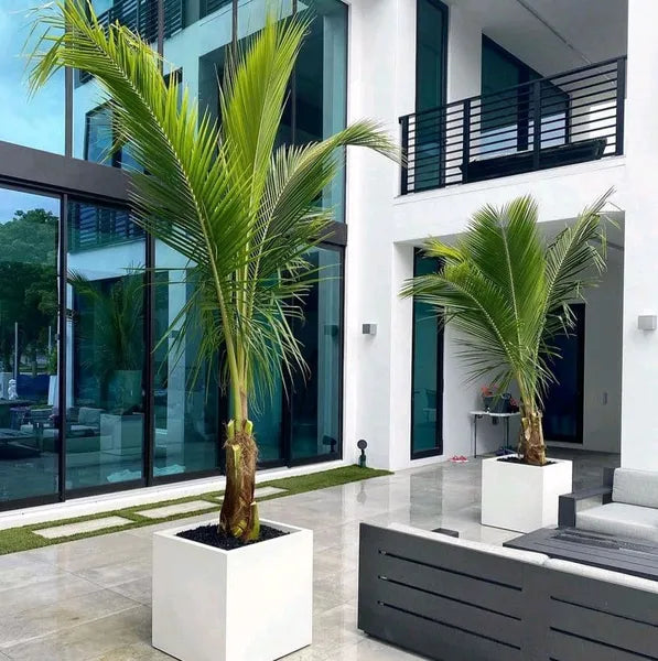 Coconut Palm Tree 3 meters – Plant Studio LLC