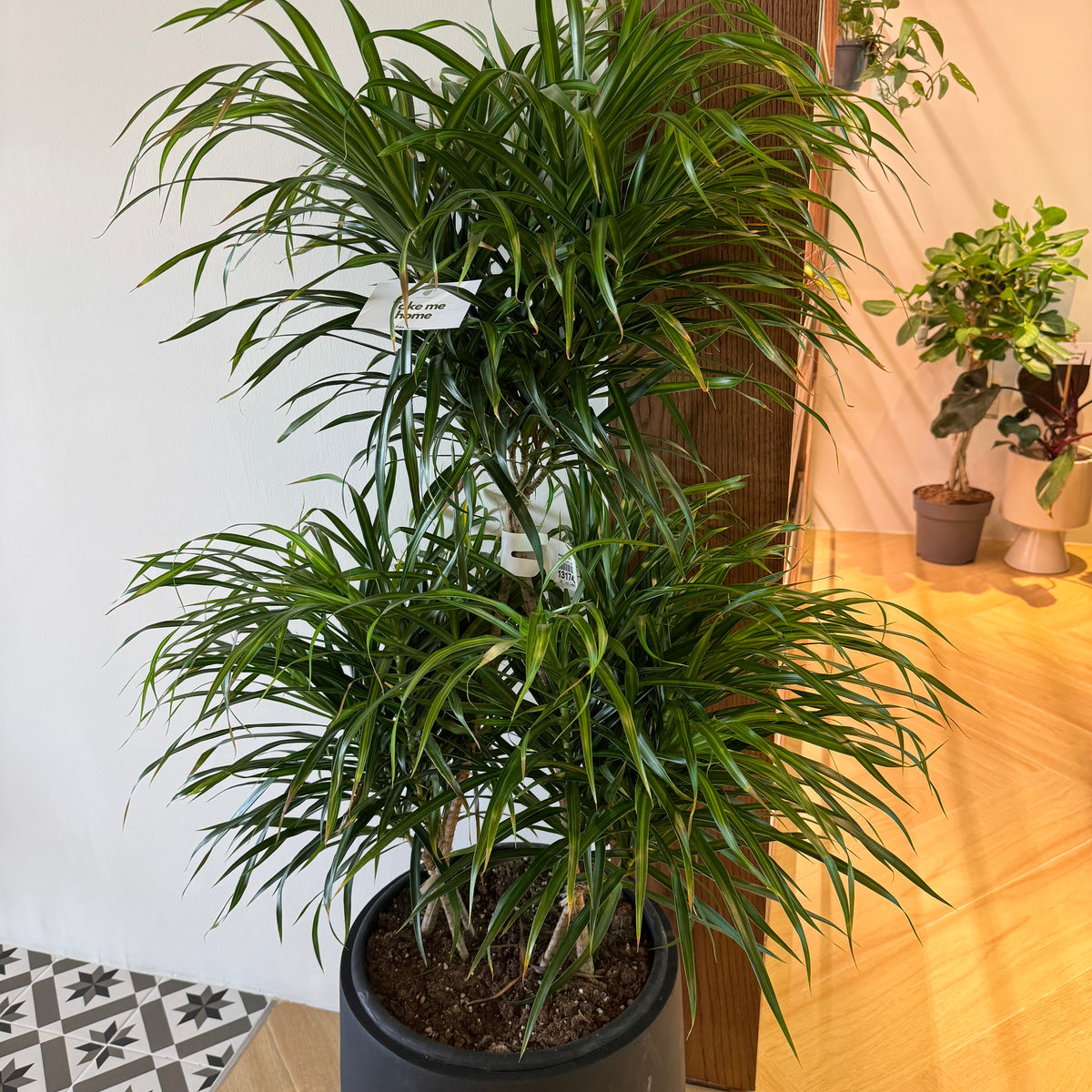Dracaena Anita Variegata Twisted Triangle – Plant Studio LLC