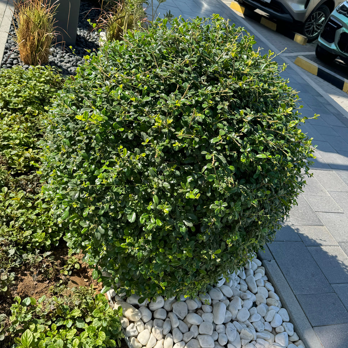 Ehretia Microphylla Ball – Plant Studio LLC