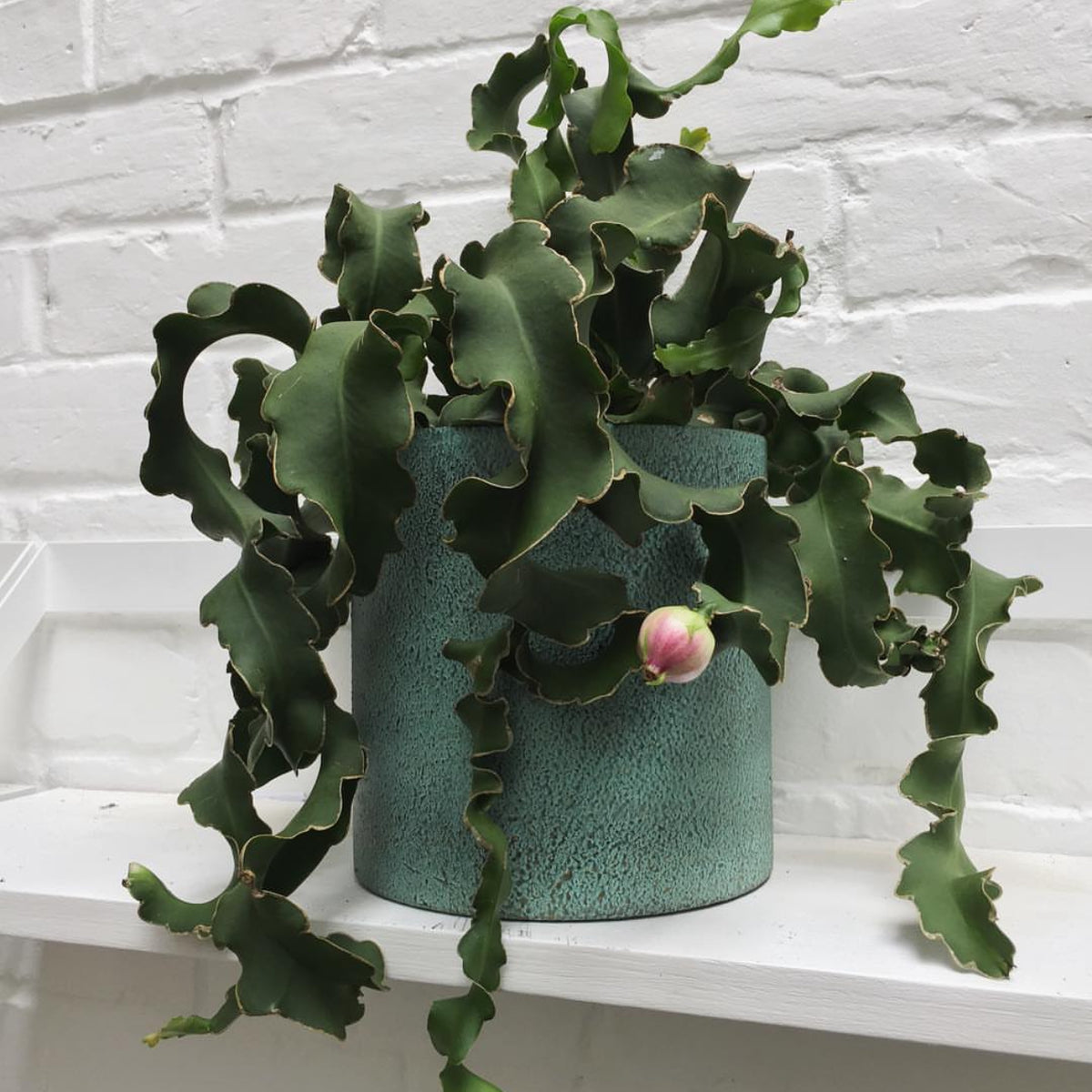 Epiphyllum Guatemalense Monstrosa ‘Curly Sue’ – Plant Studio LLC | TRN ...