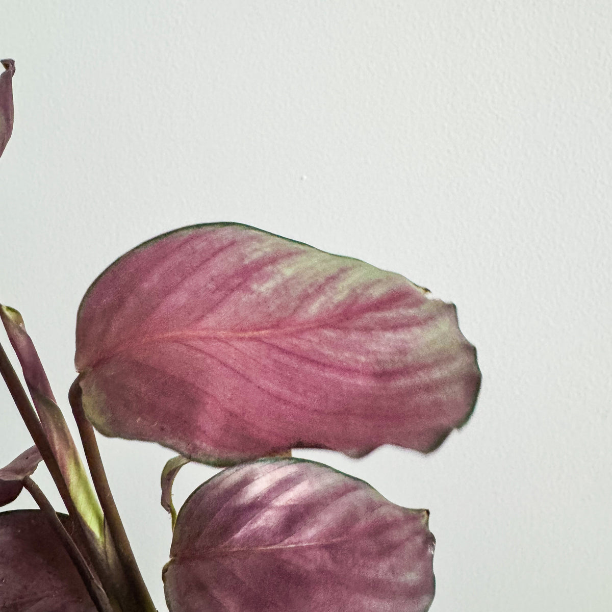 Calathea Roseopicta Silver Plate – Plant Studio LLC