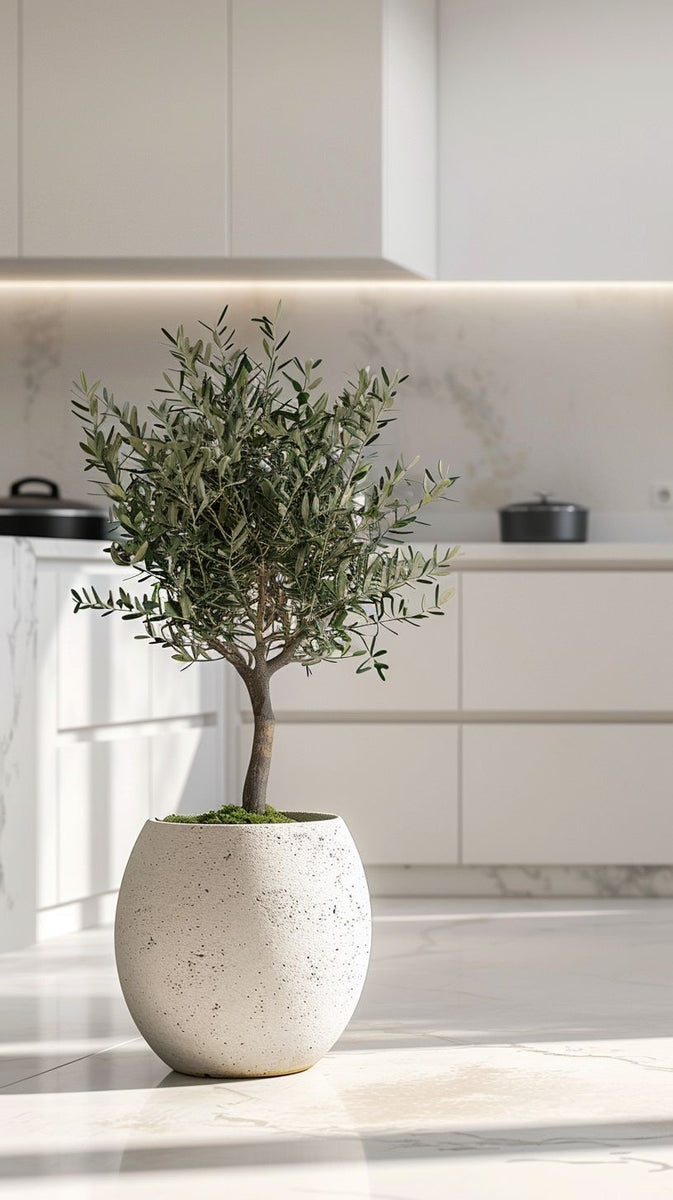 Small Olive Tree - Round - 85cm – Plant Studio LLC