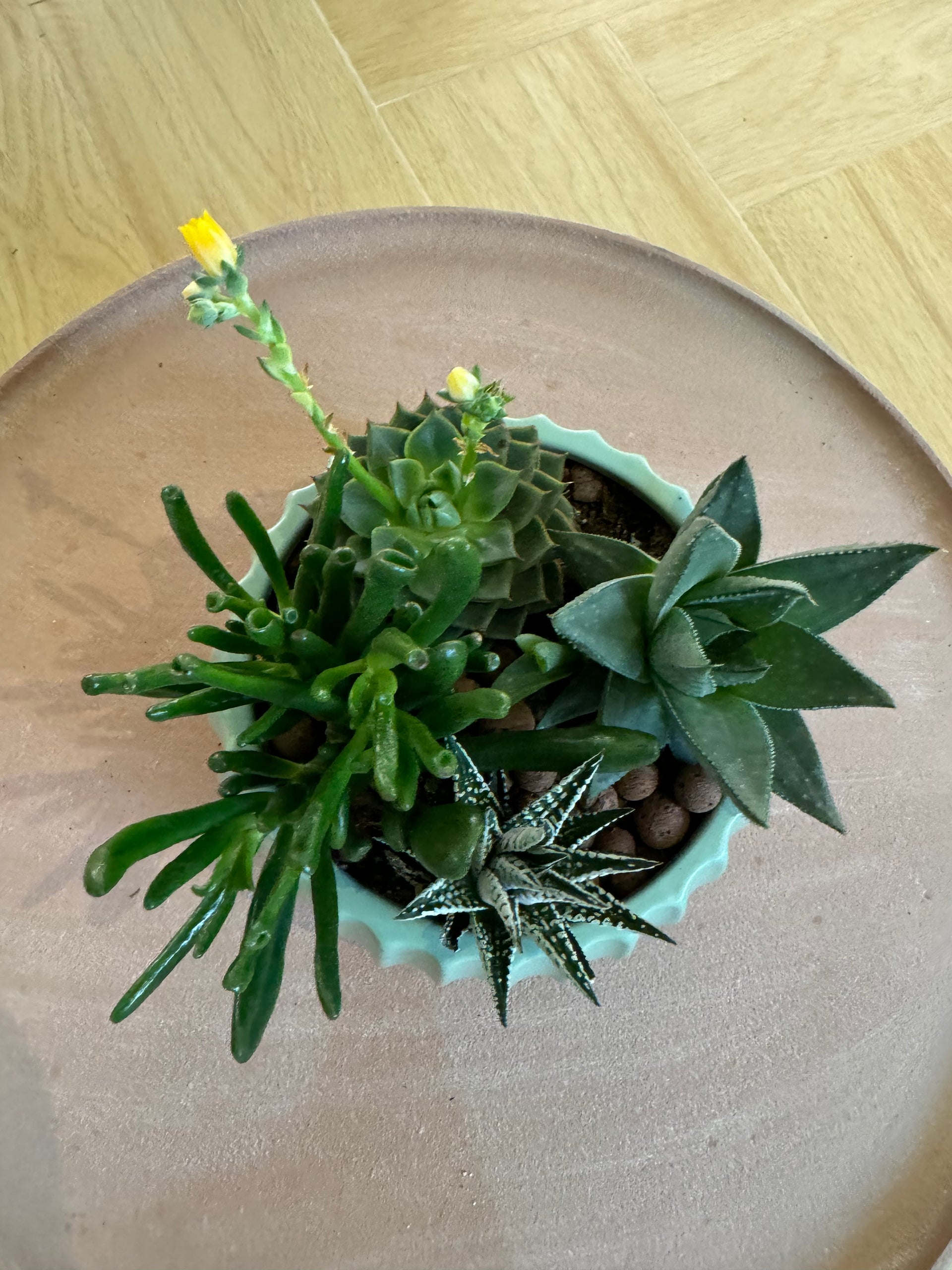 Buy Plants Online in Dubai | Indoor & Outdoor Plants and Trees in UAE ...