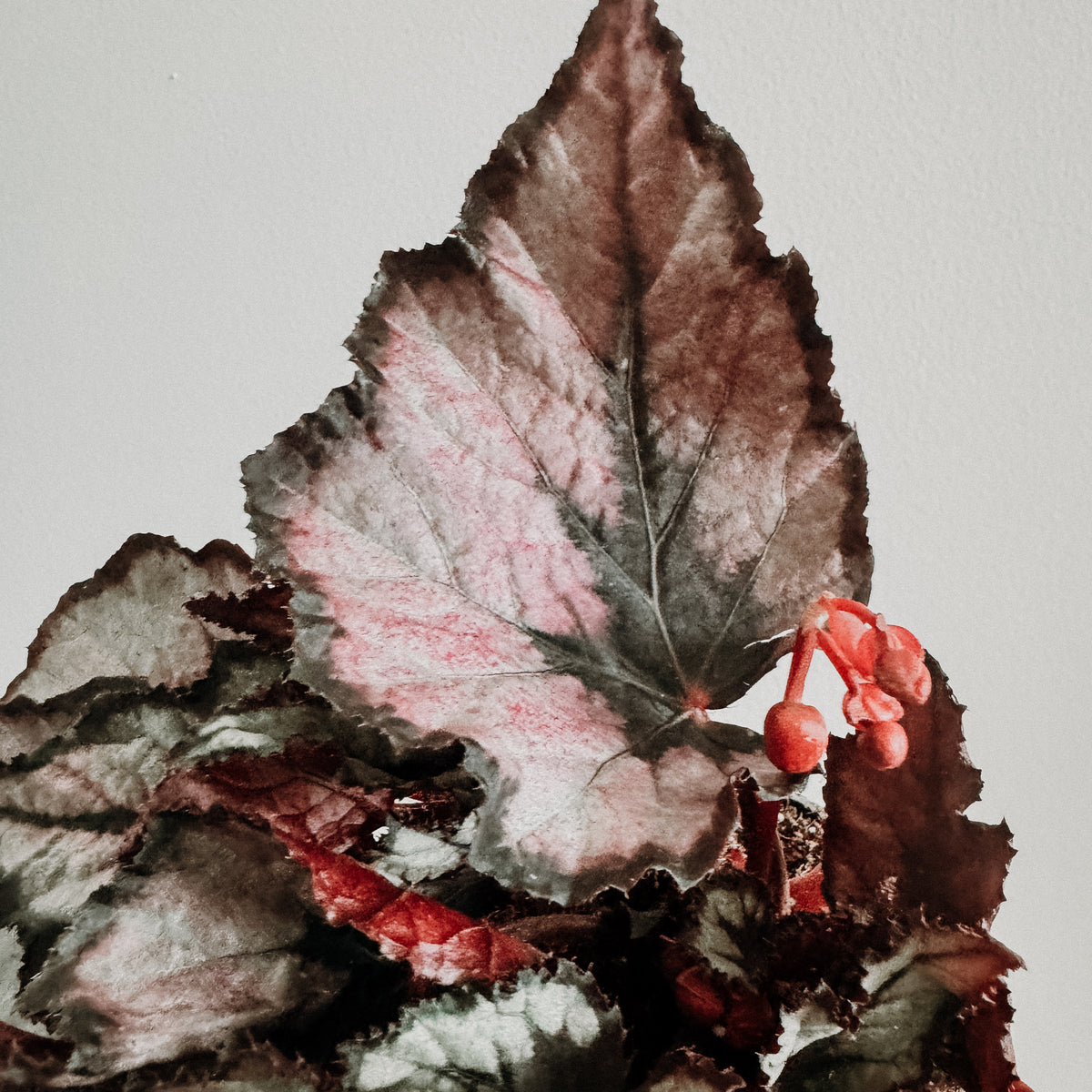 Begonia Magma – Plant Studio LLC | TRN 100565690300003