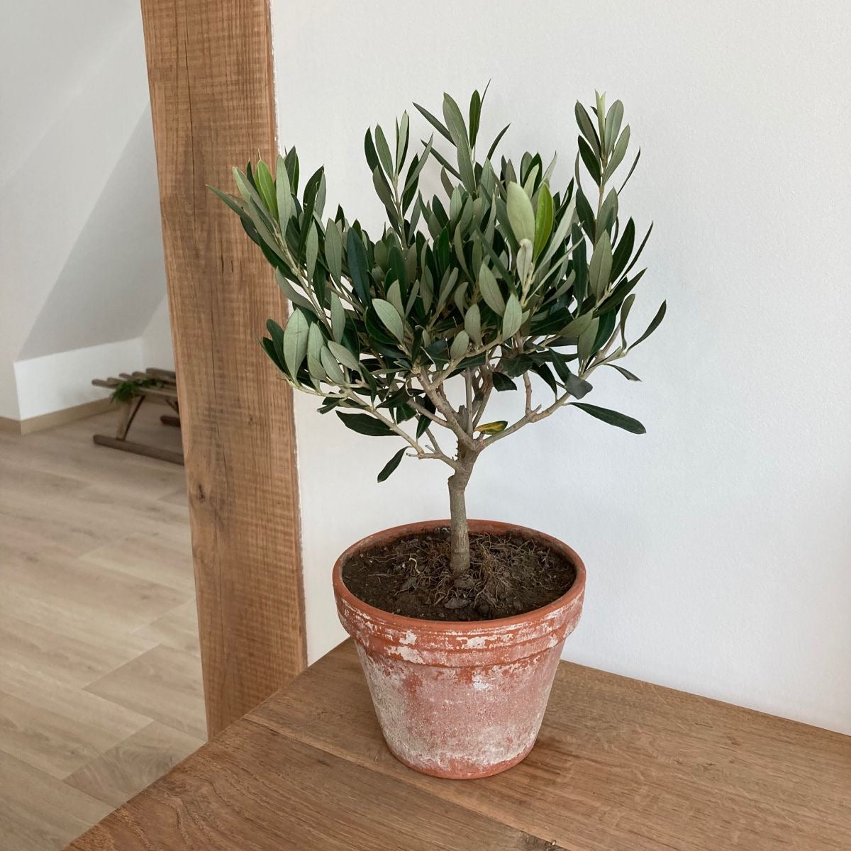 Round Olive Tree Dwarf - Thick trunk – Plant Studio LLC
