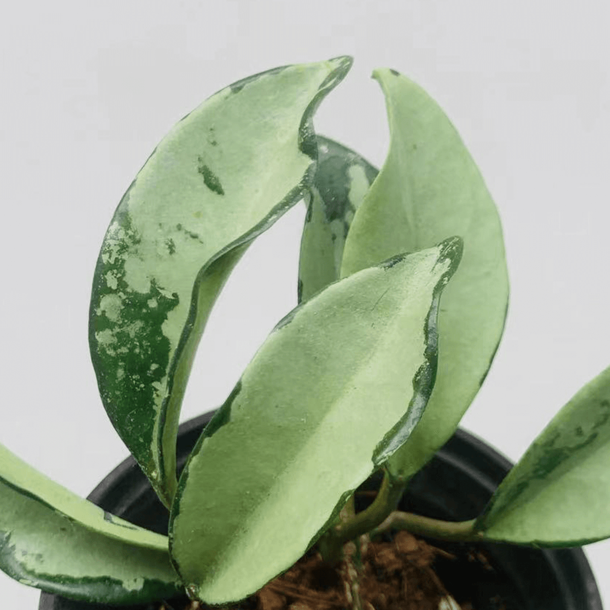 Hoya Silver Moon – Plant Studio LLC