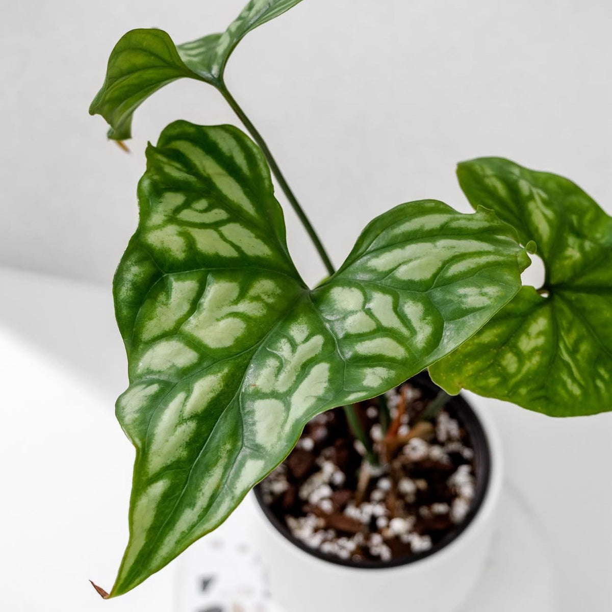 Cercestis Mirabilis – Plant Studio LLC