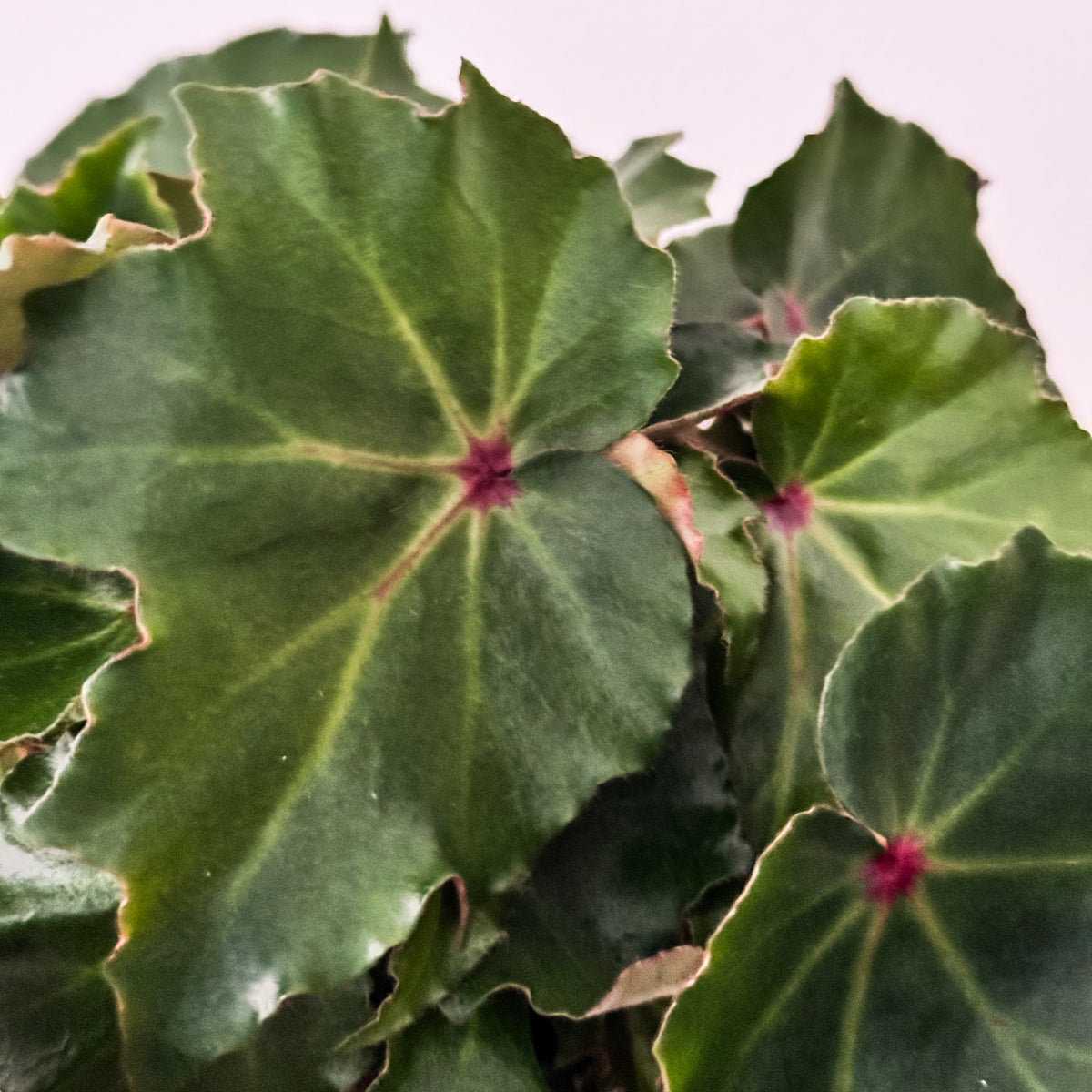 Begonia Rogue – Plant Studio LLC