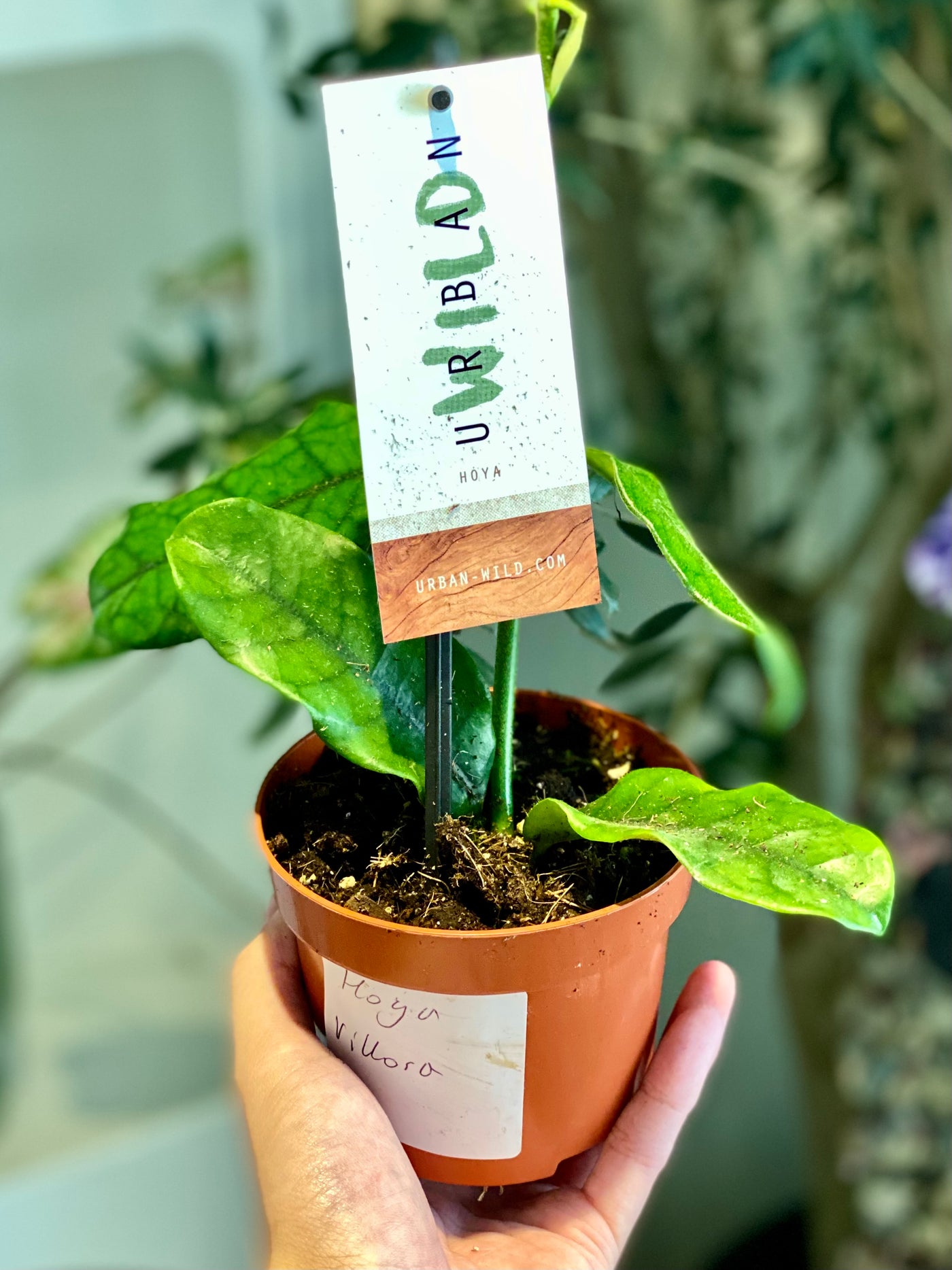 Buy Plants Online in Dubai | Indoor & Outdoor Plants and Trees in UAE ...