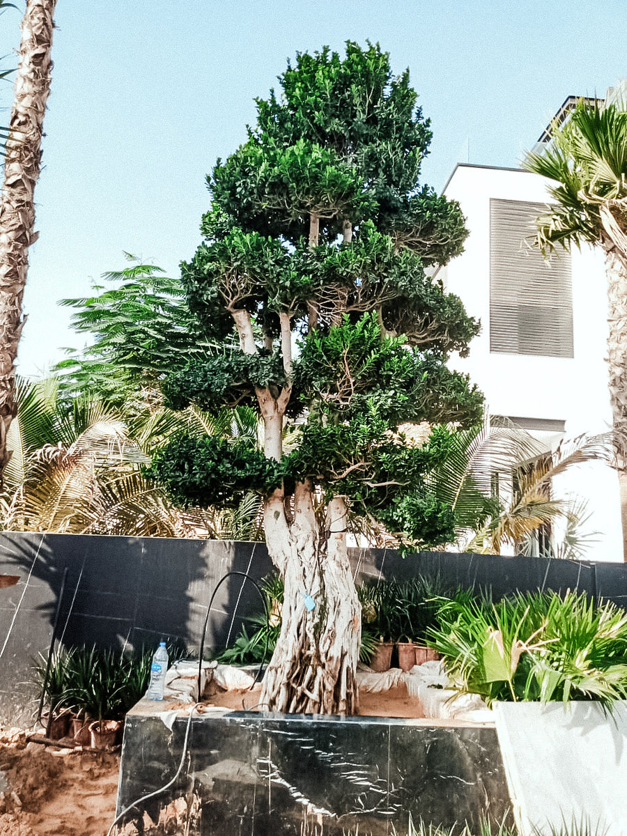 Macro Ficus Bonsai 4 meters – Plant Studio LLC