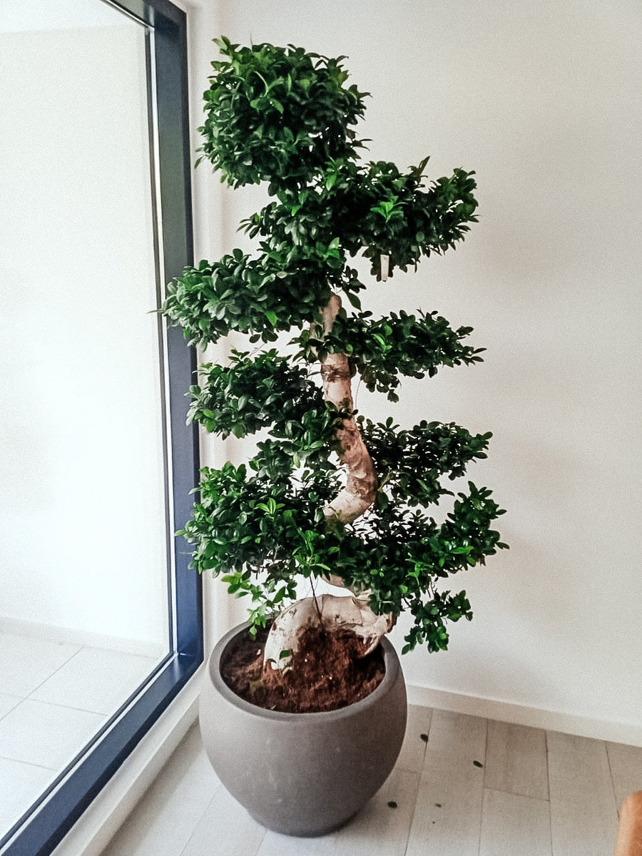 Ficus S Shape Bonsai 180cm – Plant Studio LLC