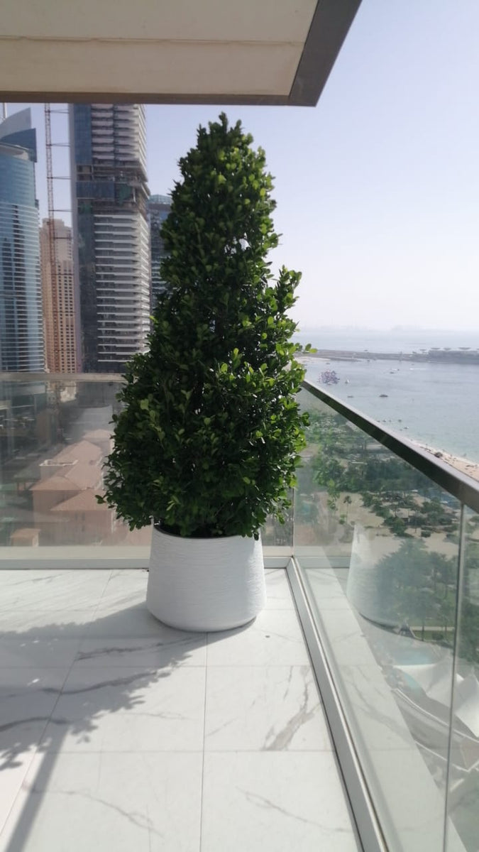 Chubby Ficus Panda Cone – Plant Studio LLC