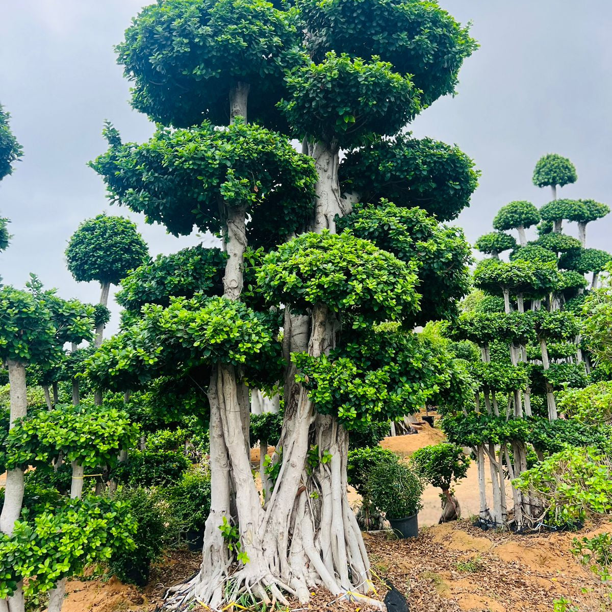 Macro Ficus Bonsai - 4 meters – Plant Studio LLC