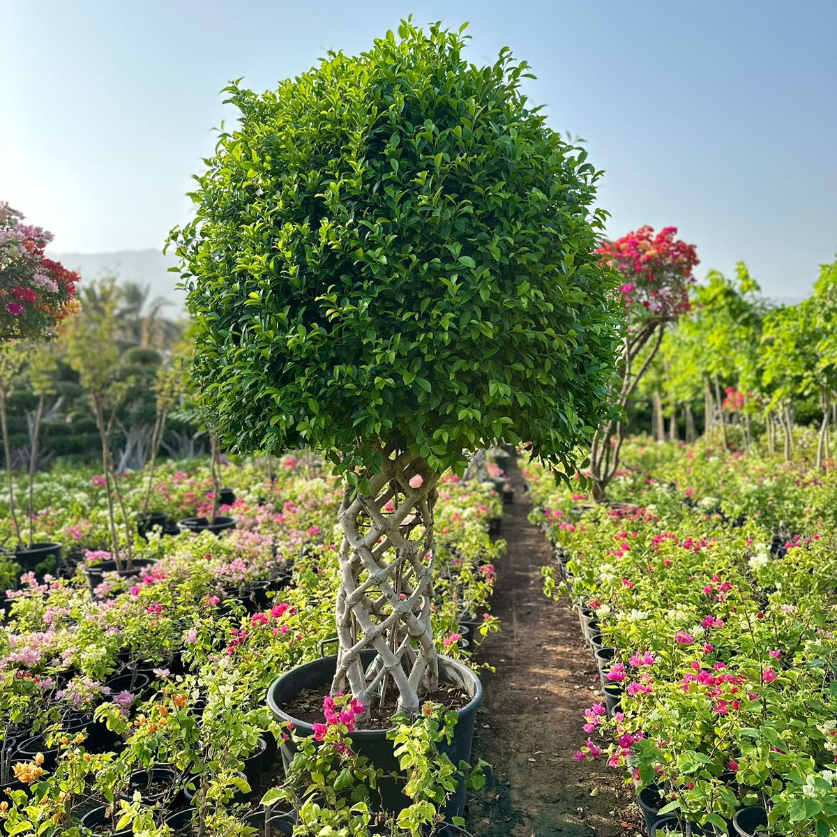 Ficus Panda Cage XL – Plant Studio LLC