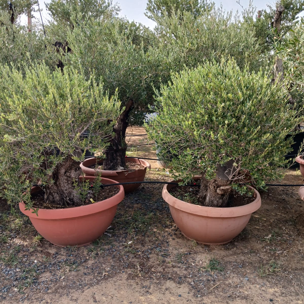 Lollipop Olive Tree – Plant Studio LLC