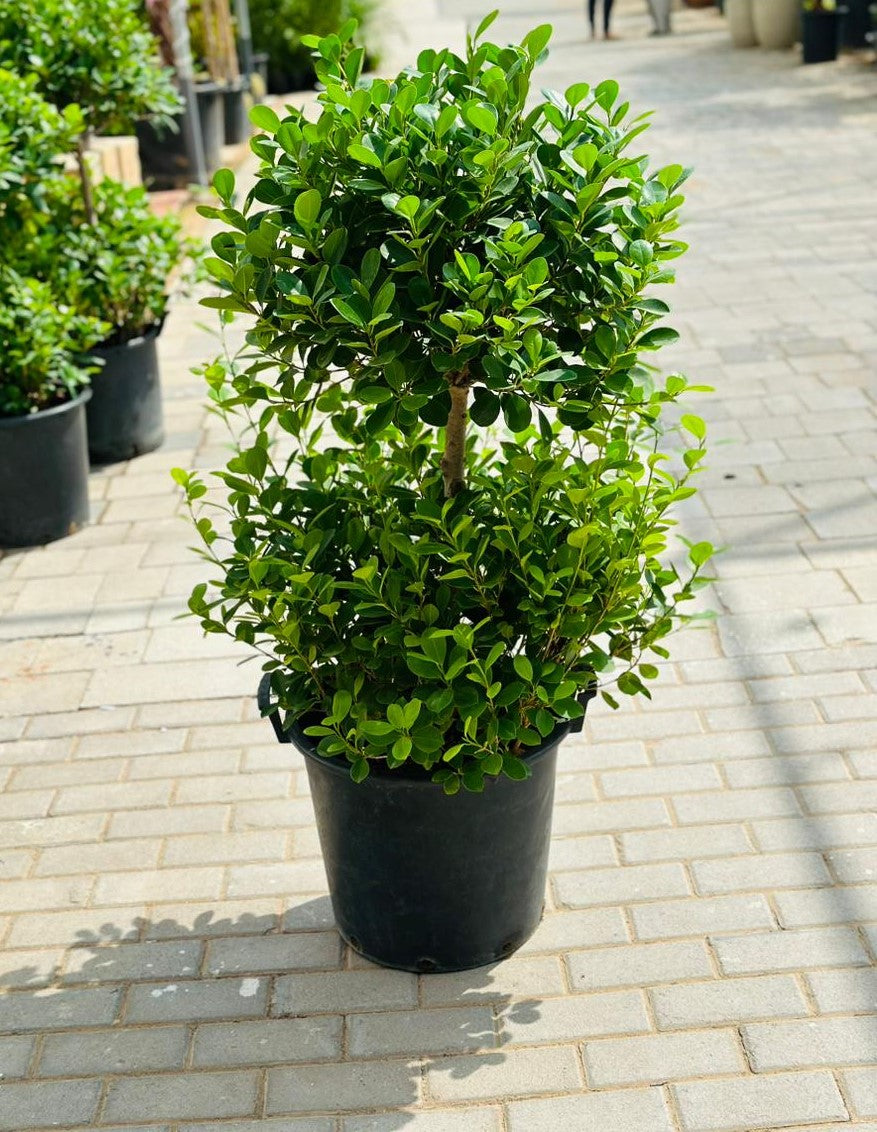 Double Head Ficus Panda – Plant Studio LLC