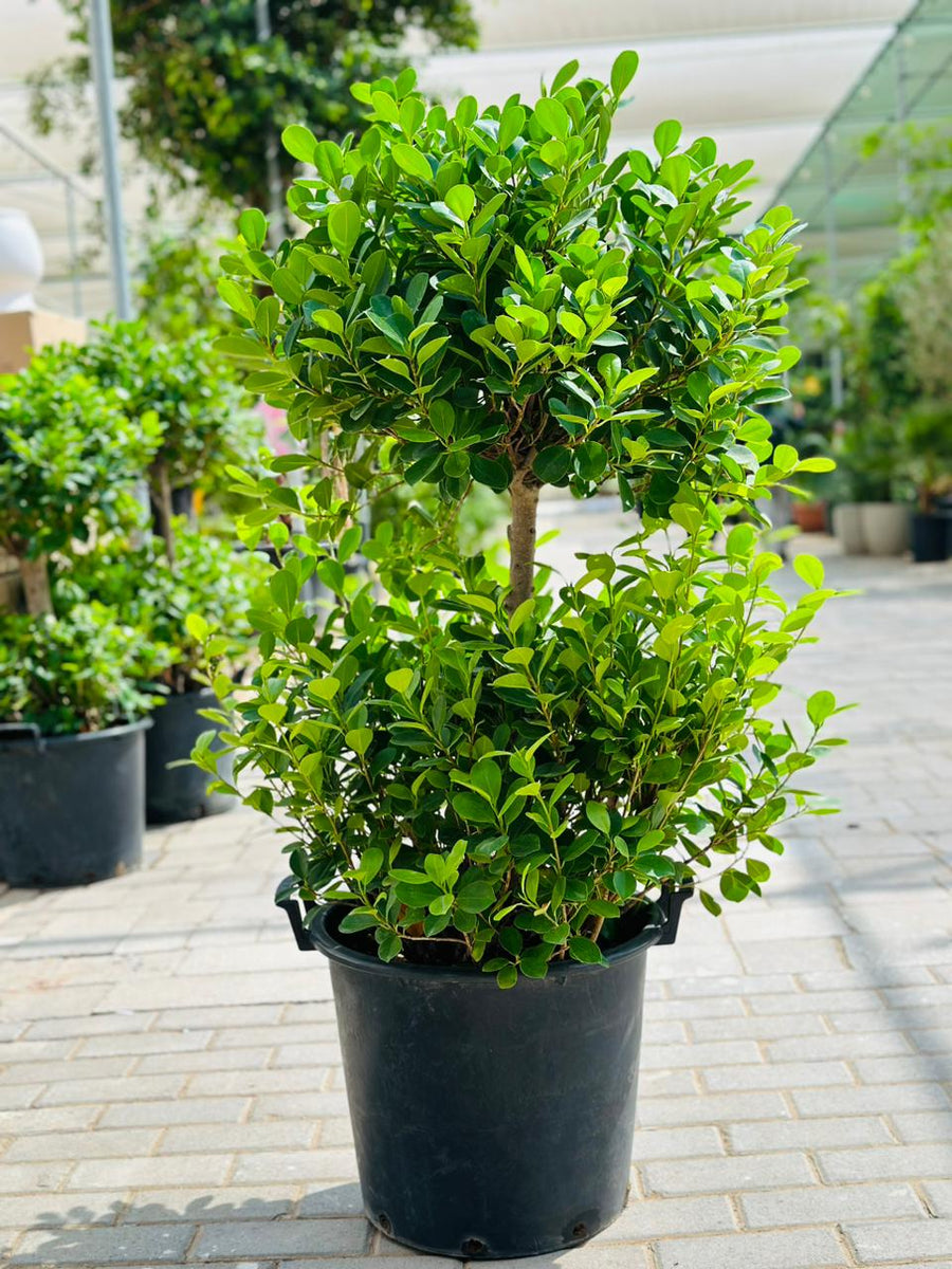 Double Head Ficus Panda – Plant Studio LLC | TRN 100565690300003