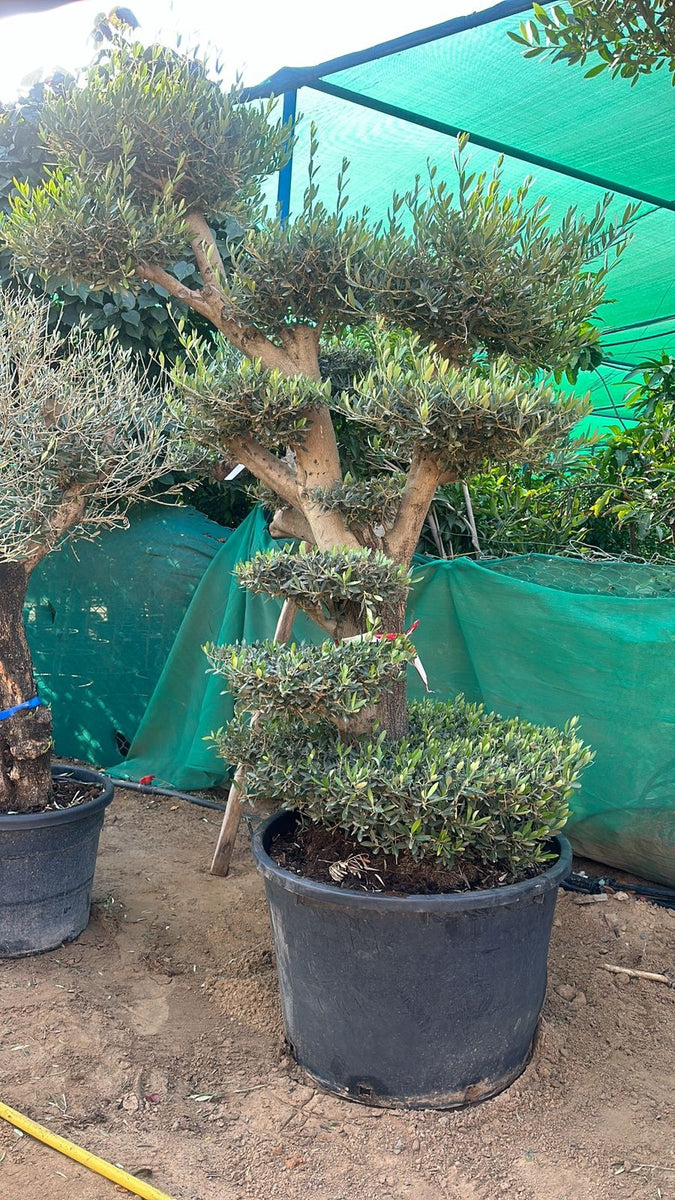 Olive Bonsai Tree - Multiheads 2 meters – Plant Studio LLC