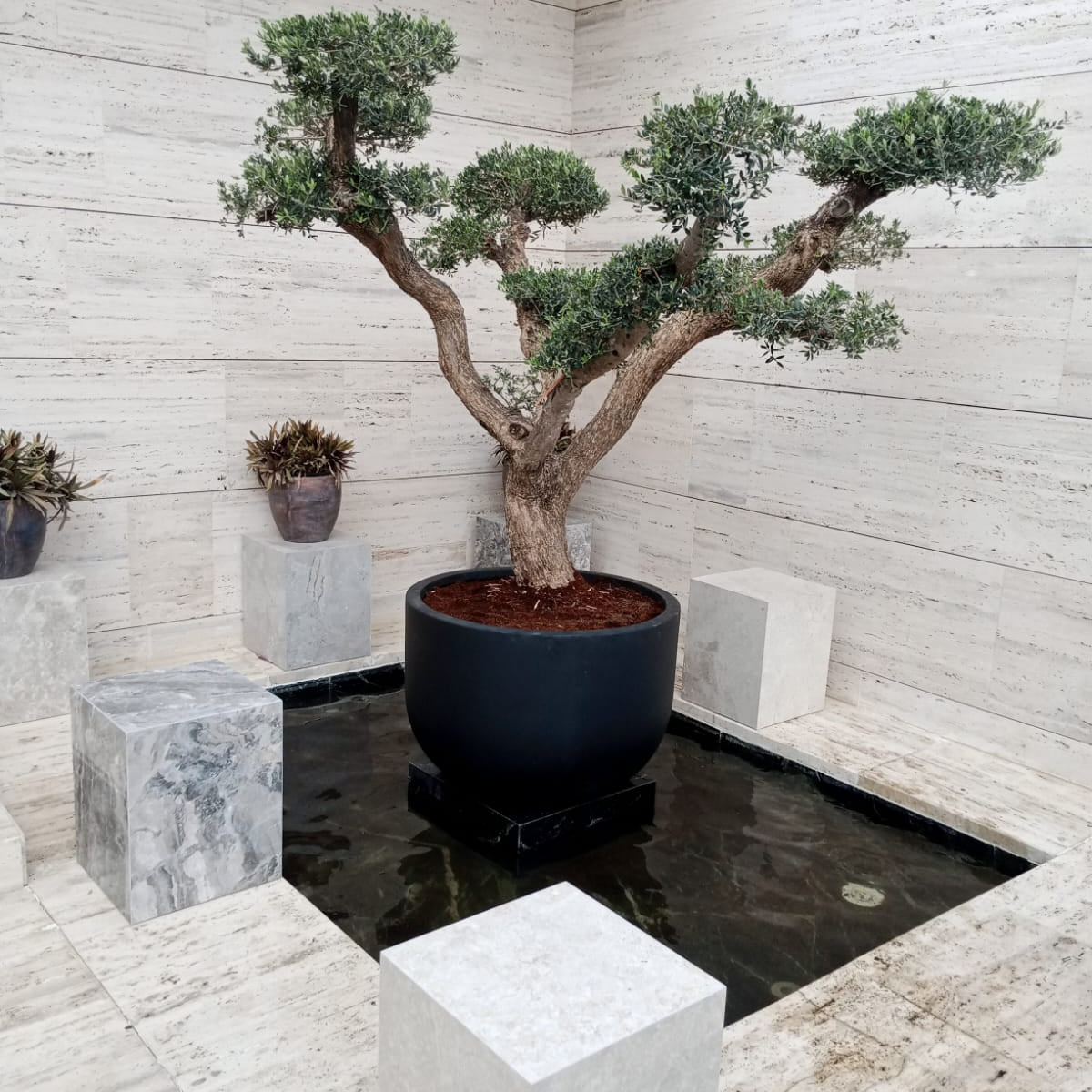 Multihead Olive Bonsai - Old Trunk – Plant Studio LLC