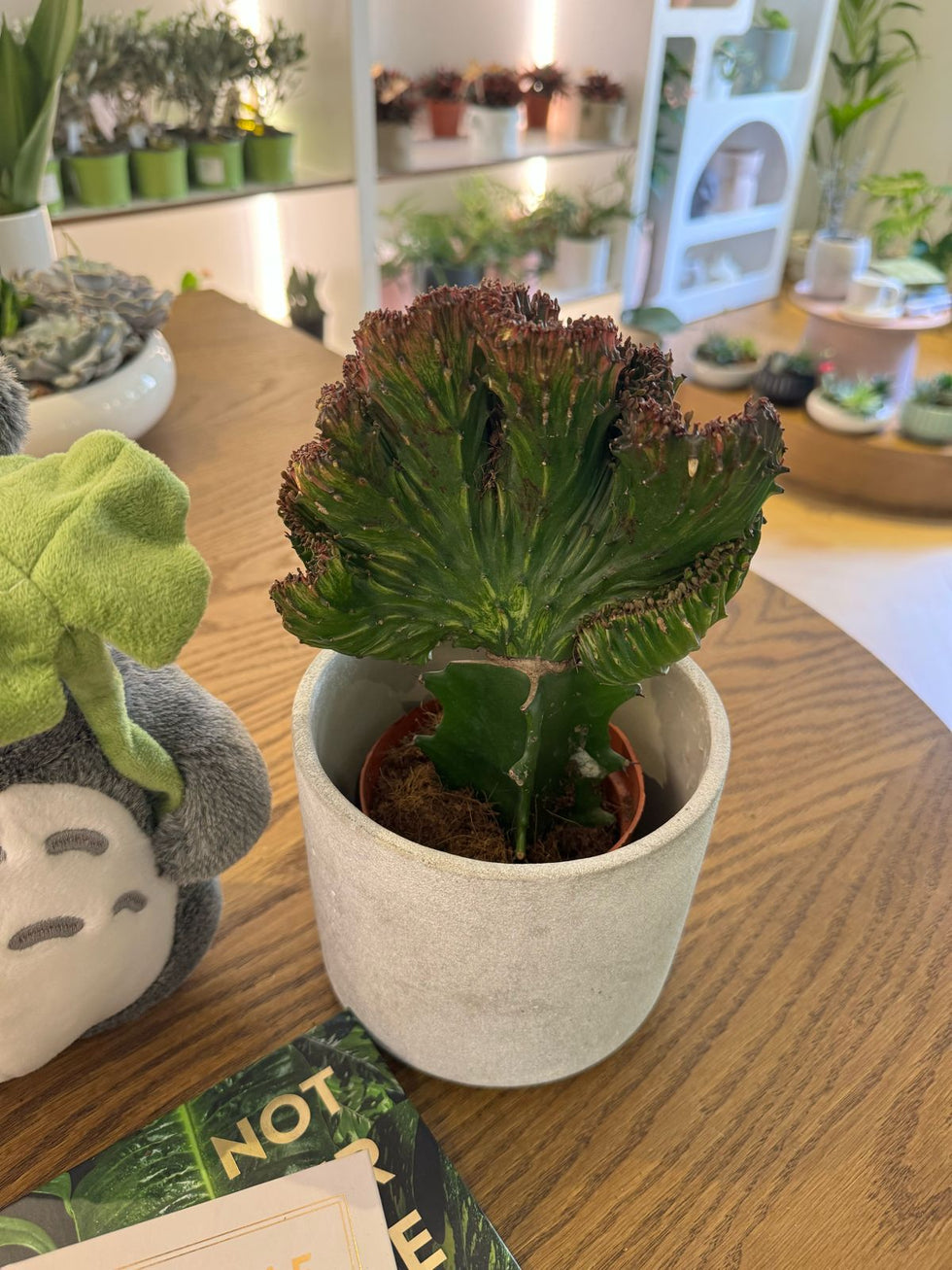 Rhaphidophora Tetrasperma 'Tetra' – Plant Studio LLC