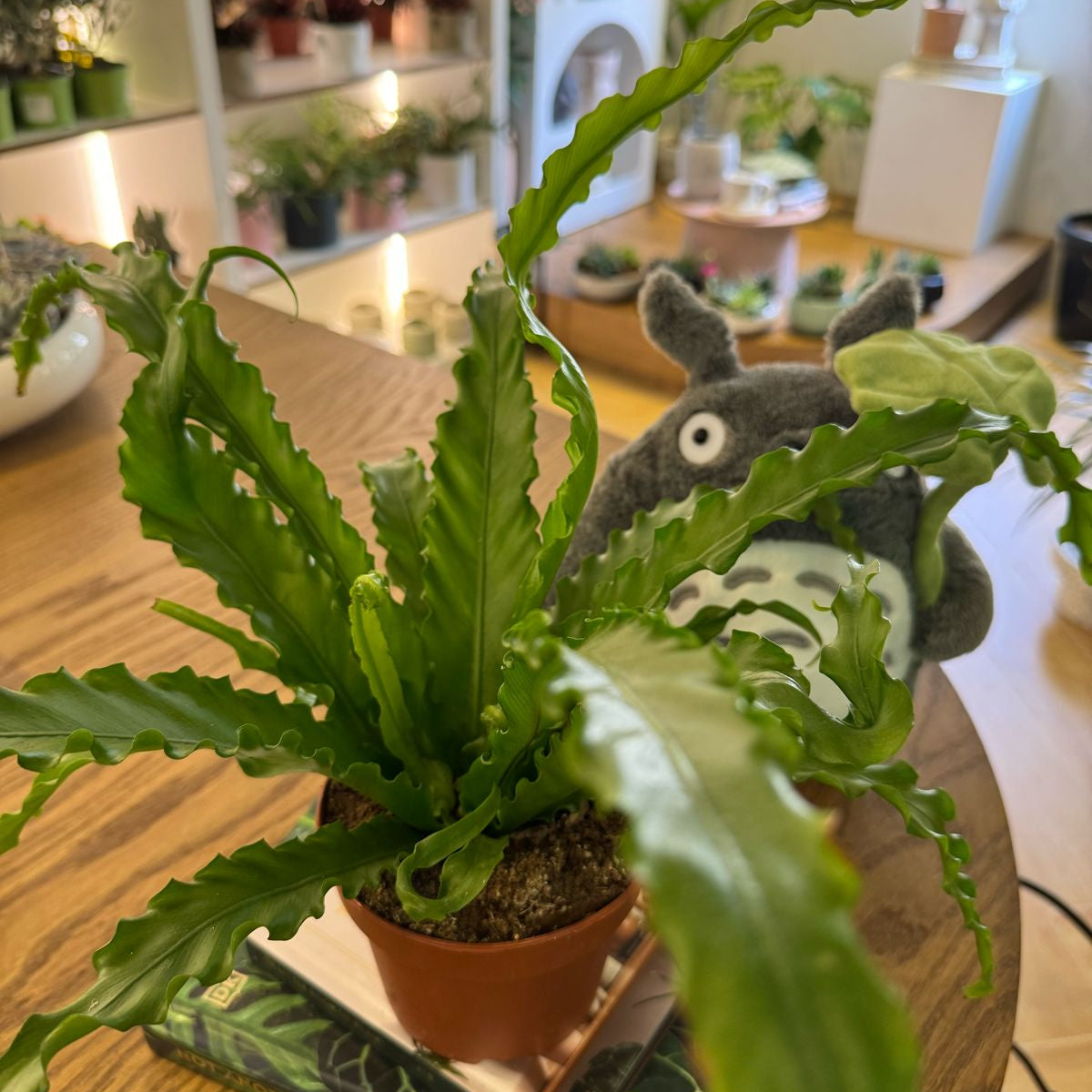 Asplenium Antiquum 'Osaka' Japanese Bird's Nest Fern – Plant Studio LLC