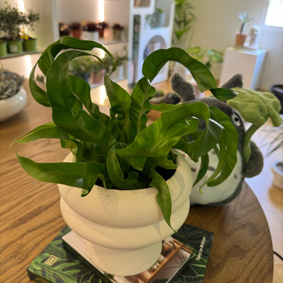 Asplenium Antiquum 'Hurricane' Twisted Bird's Nest Fern – Plant Studio ...