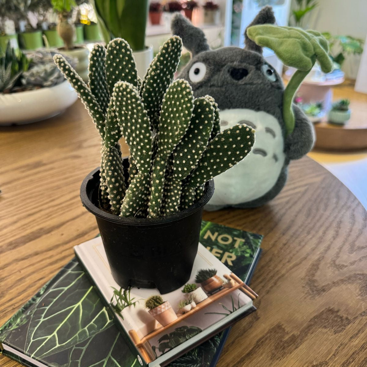Opuntia Microdasys 'Bunny Cactus and Friends' – Plant Studio LLC | TRN ...