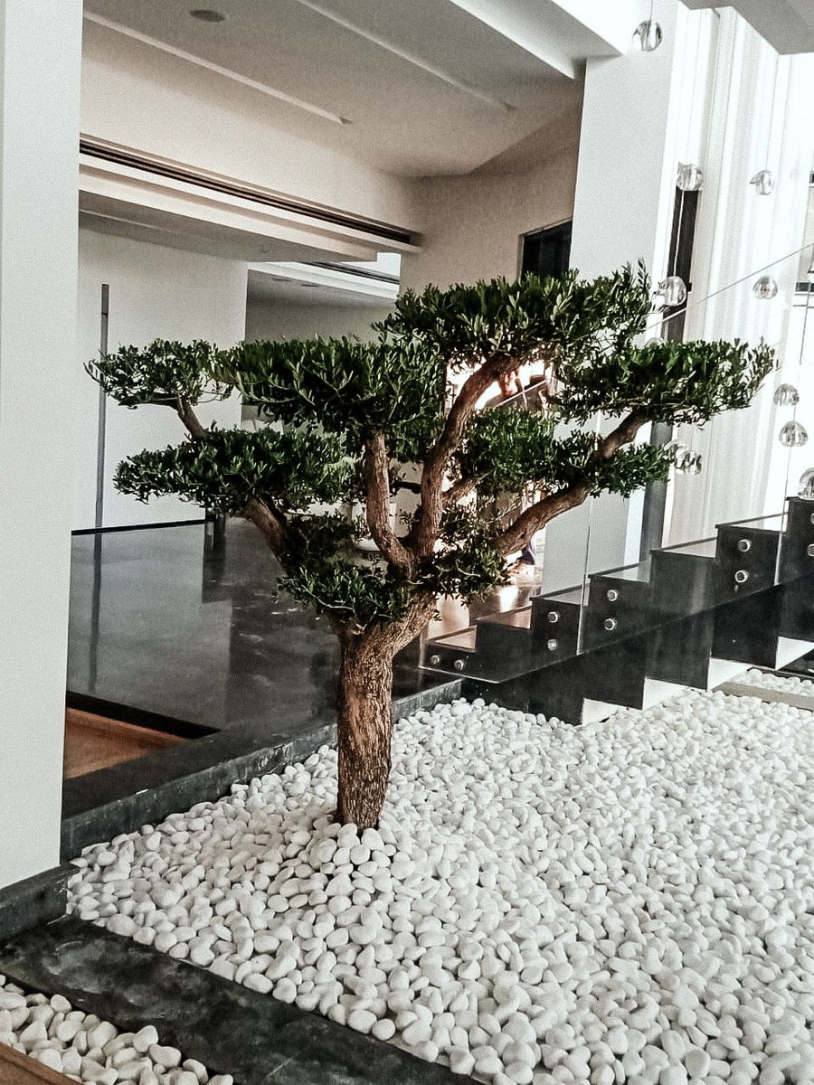 Multihead Olive Tree Bonsai – Plant Studio LLC