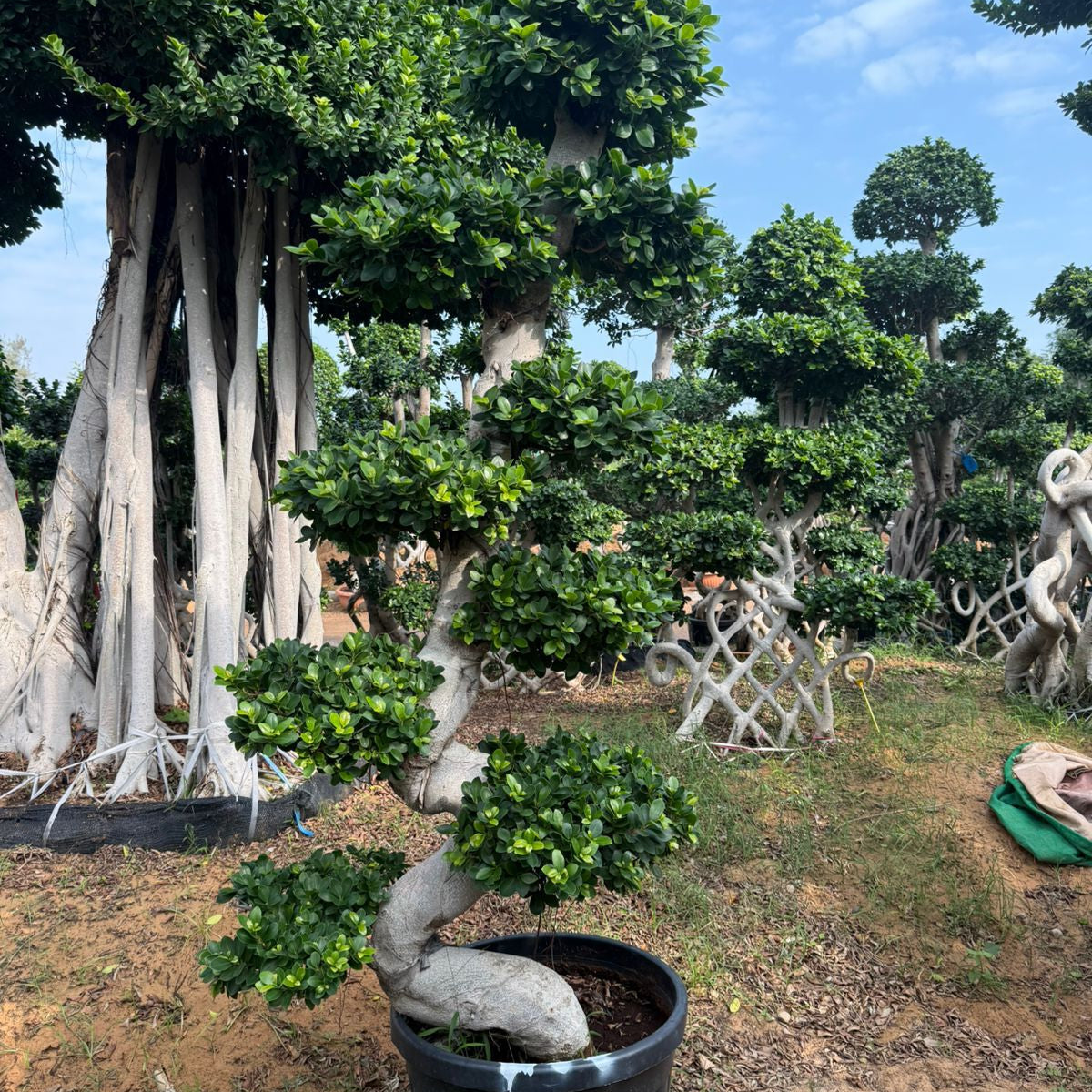 Ficus S Shape Bonsai 180cm – Plant Studio LLC | TRN 100565690300003