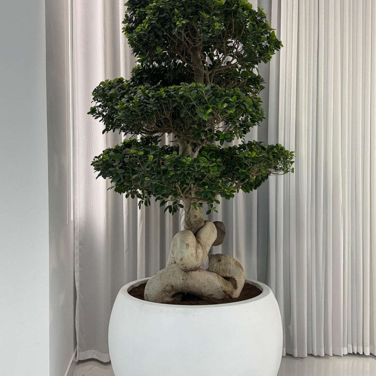 Potted Ficus Microcarpa Bonsai – Plant Studio LLC