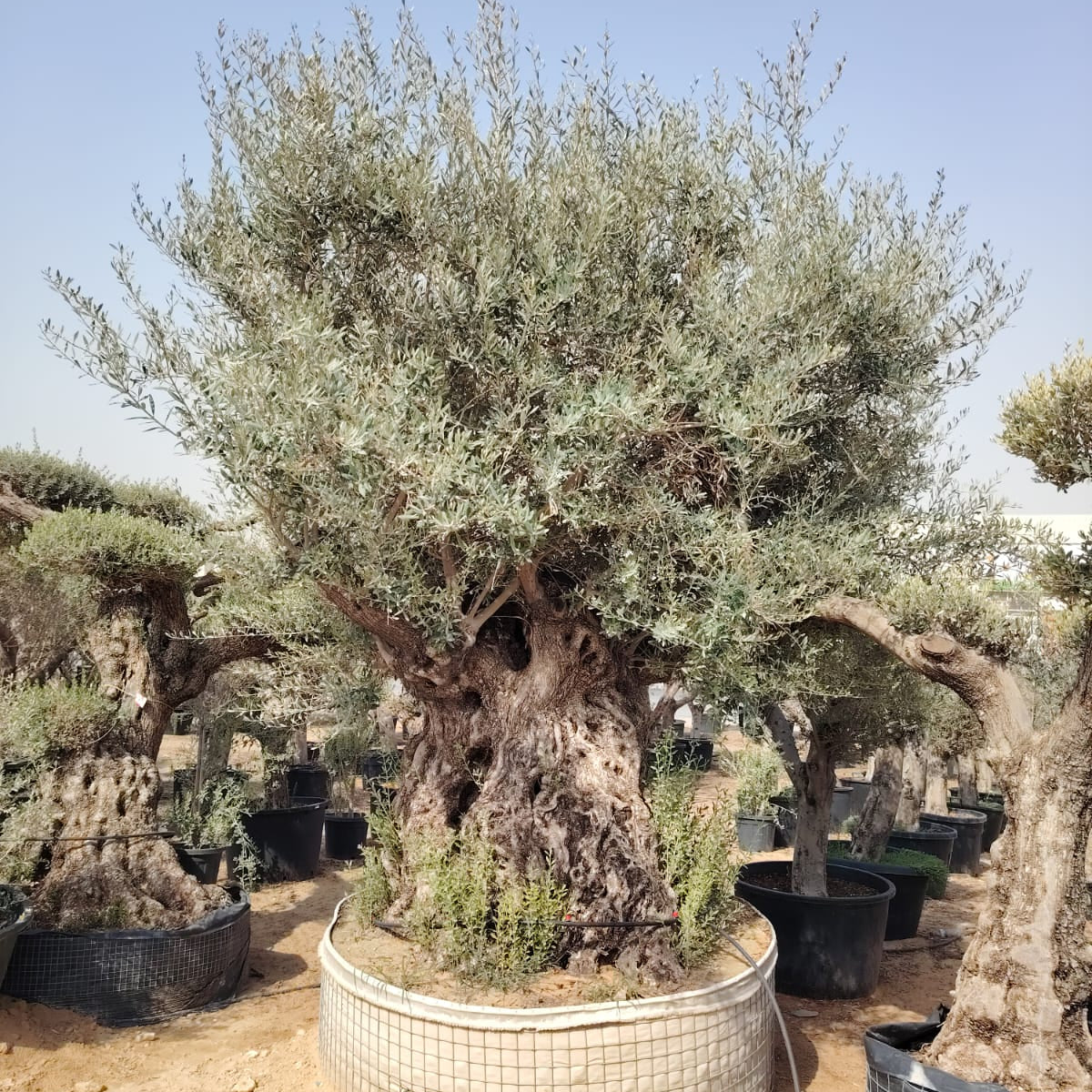 Olive Tree Fat Old Trunk - Gnarled – Plant Studio LLC