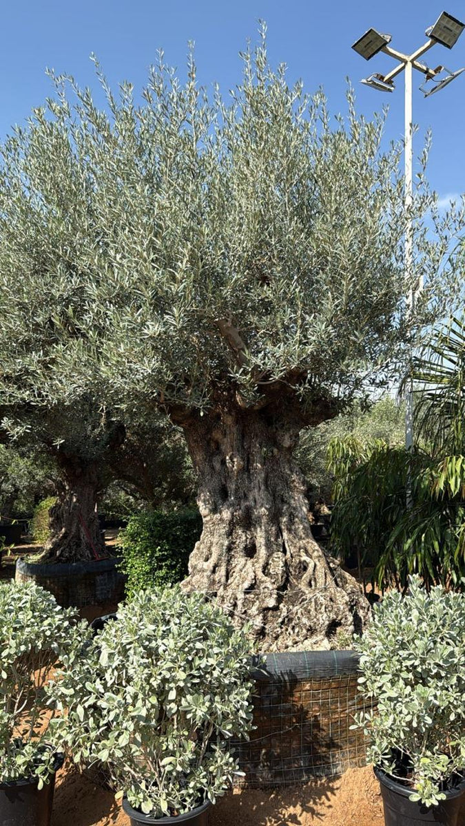 Olive Tree Old Trunk 3 meters – Plant Studio LLC