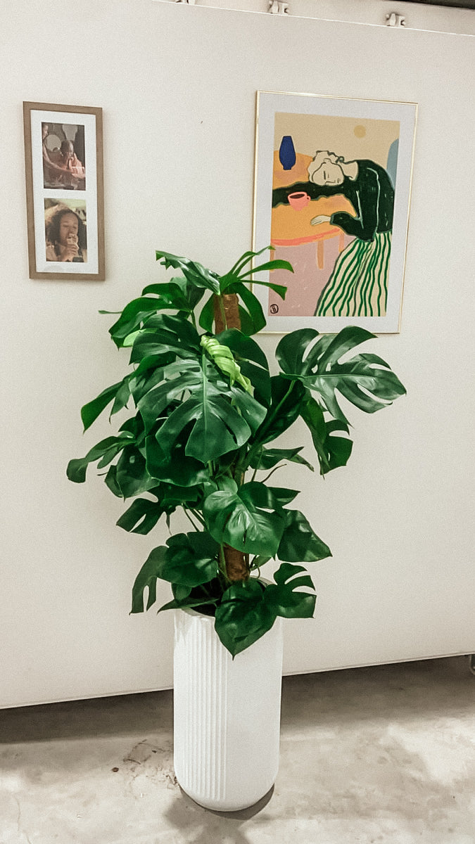 Monstera Deliciosa in Tall Fiber Clay Pot – Plant Studio LLC