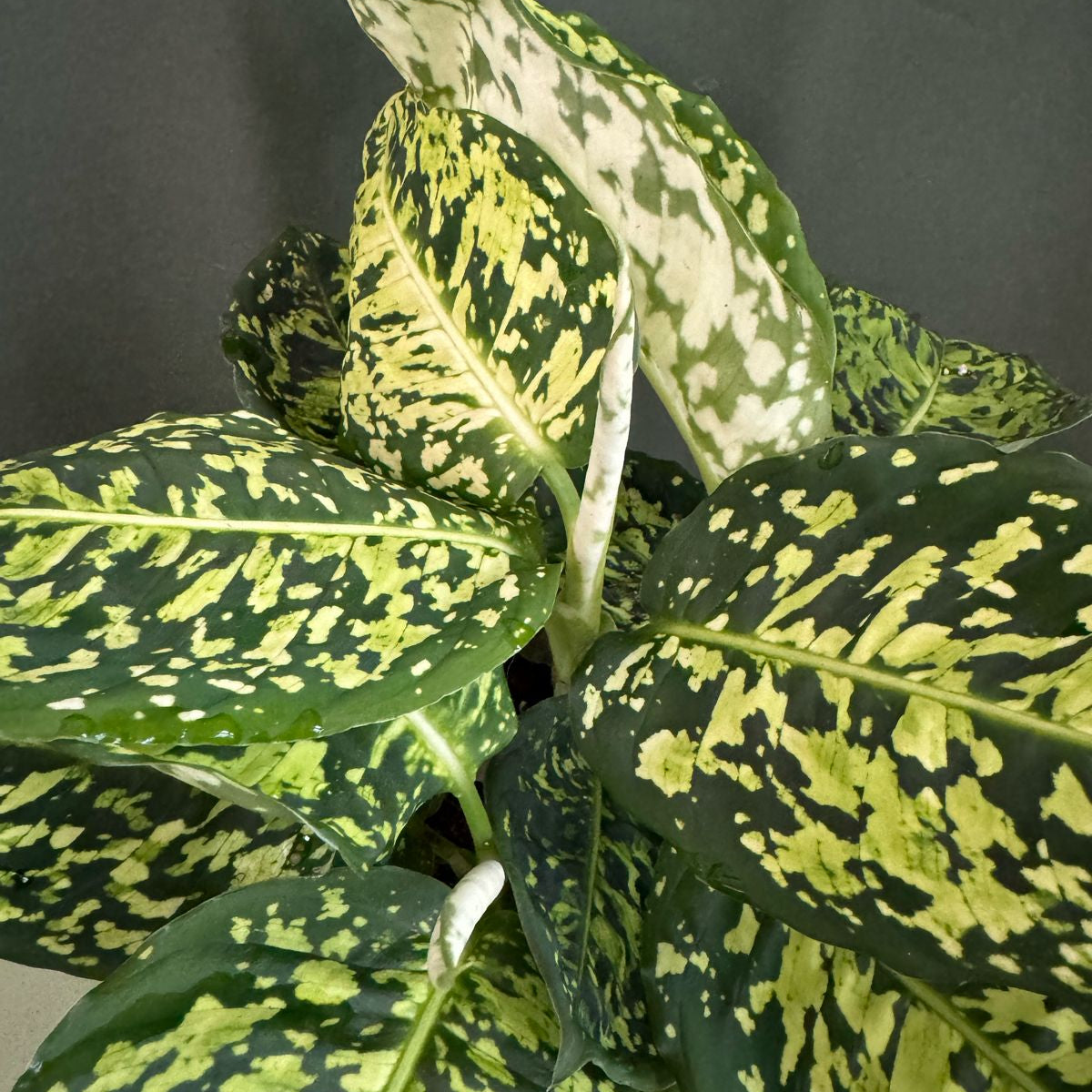 Dieffenbachia Reflector – Plant Studio LLC