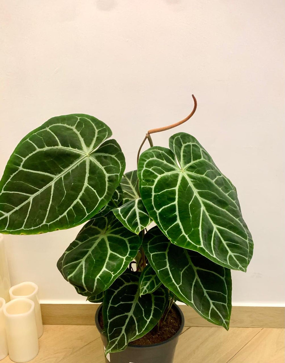 Anthurium Crystallinum Karma Crystal - Large – Plant Studio LLC