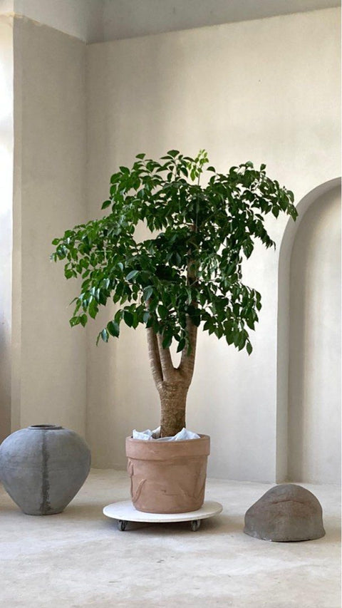 Olea Europaea 'Olive Tree Old Trunk' – Plant Studio LLC | TRN ...