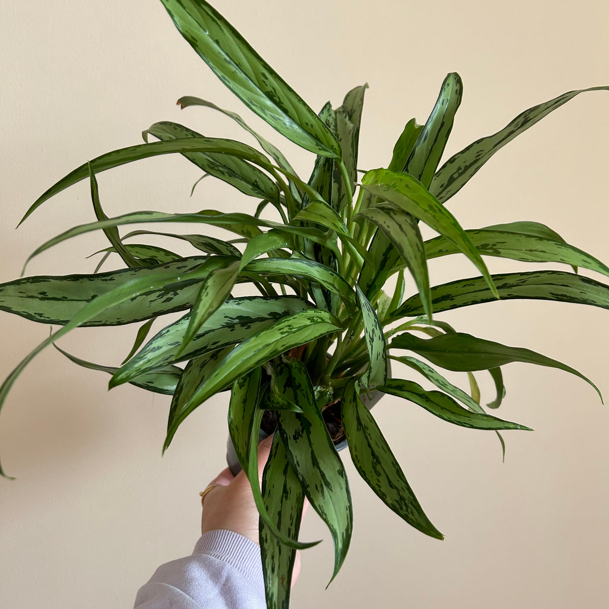 Aglaonema Cutlass – Plant Studio LLC | TRN 100565690300003
