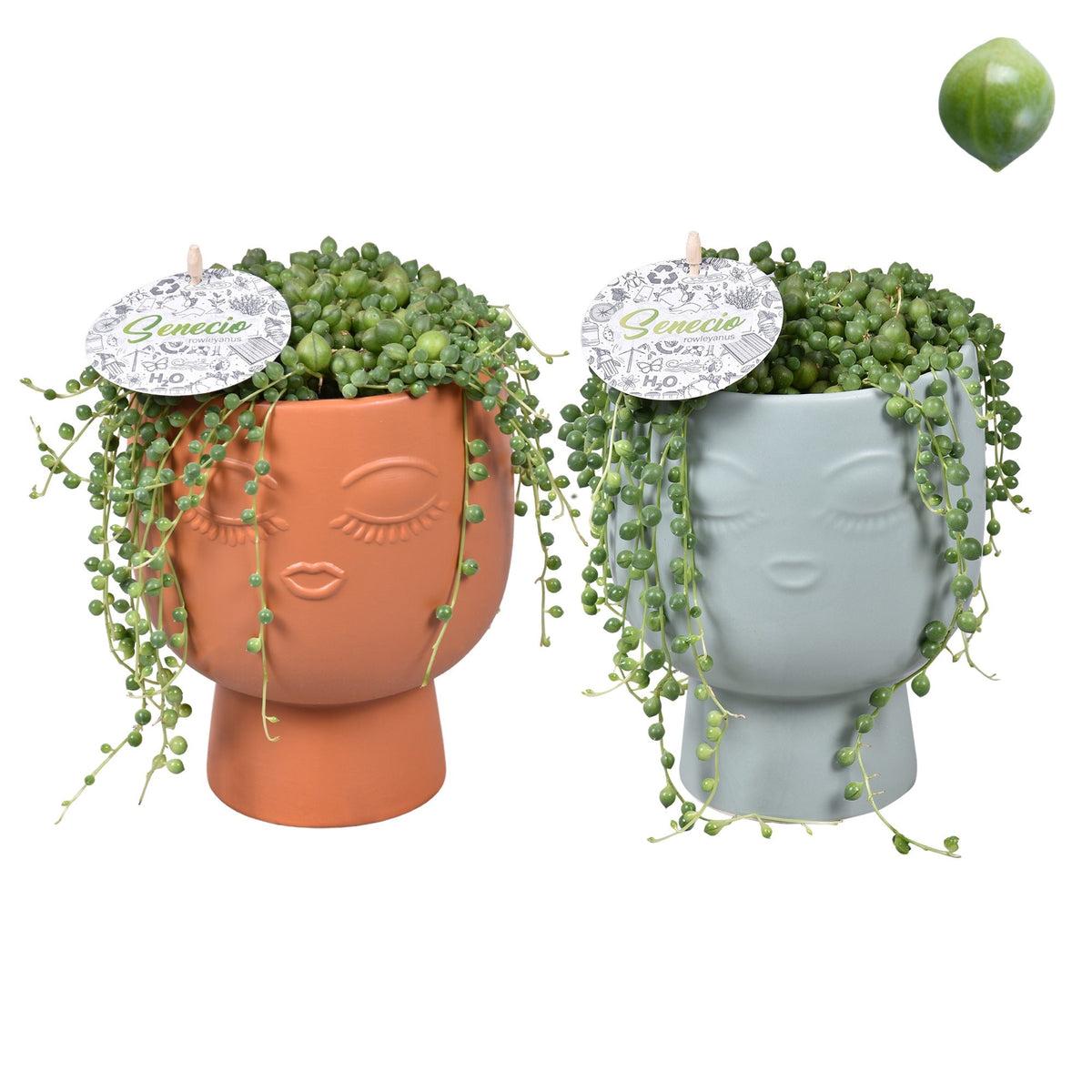 Face Pot – Plant Studio LLC