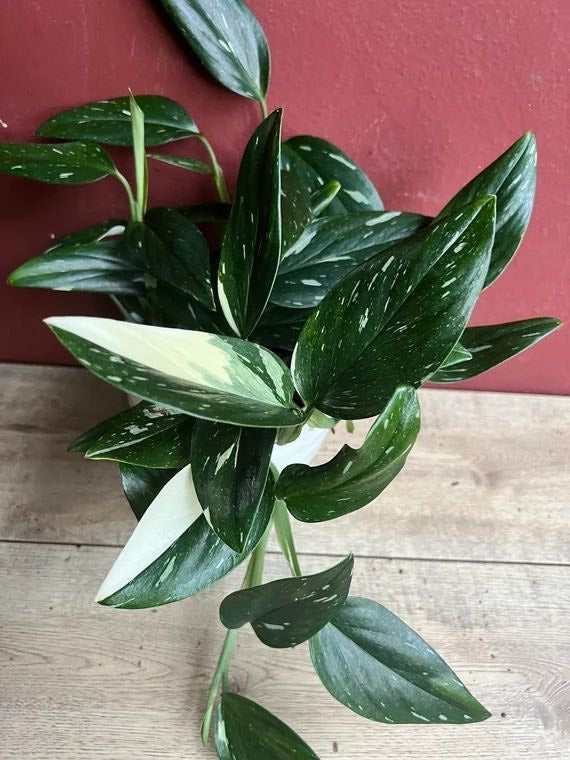 Monstera Standleyana – Plant Studio LLC