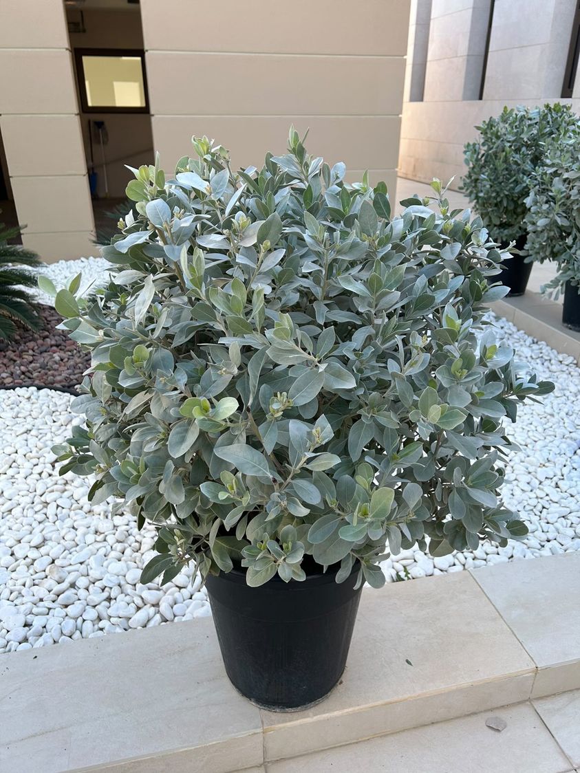 Silver Damas – Plant Studio LLC