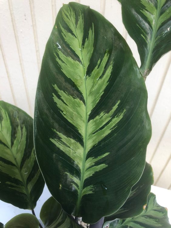 Calathea Misto – Plant Studio LLC