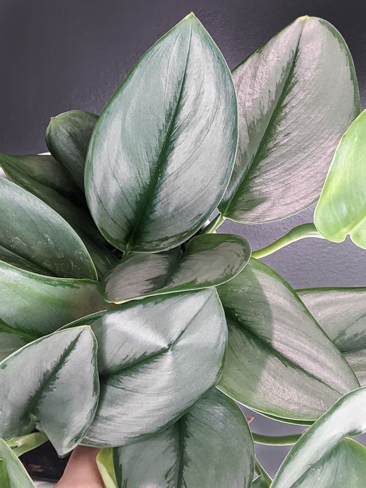 Scindapsus Treubii Moonlight – Plant Studio LLC | TRN 100565690300003