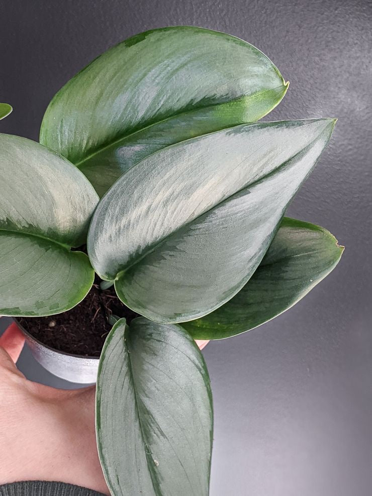 Scindapsus Treubii Moonlight – Plant Studio LLC