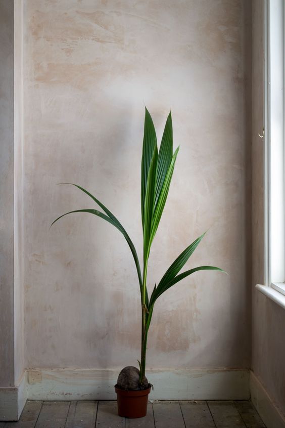New Arrivals – Plant Studio LLC