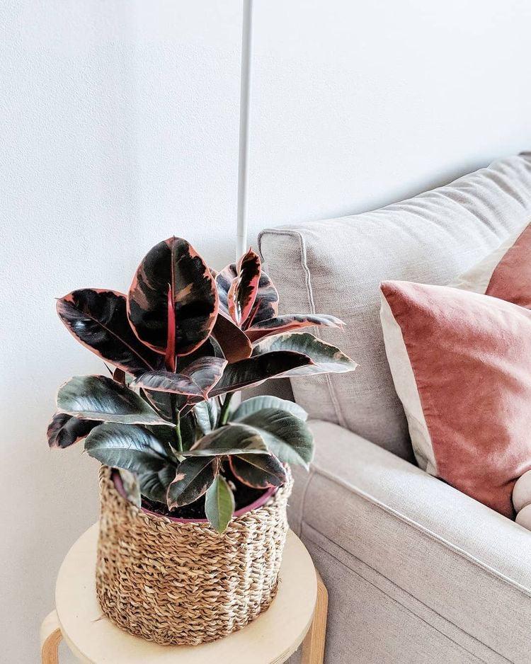 Ficus Elastica Tineke Ruby – Plant Studio LLC