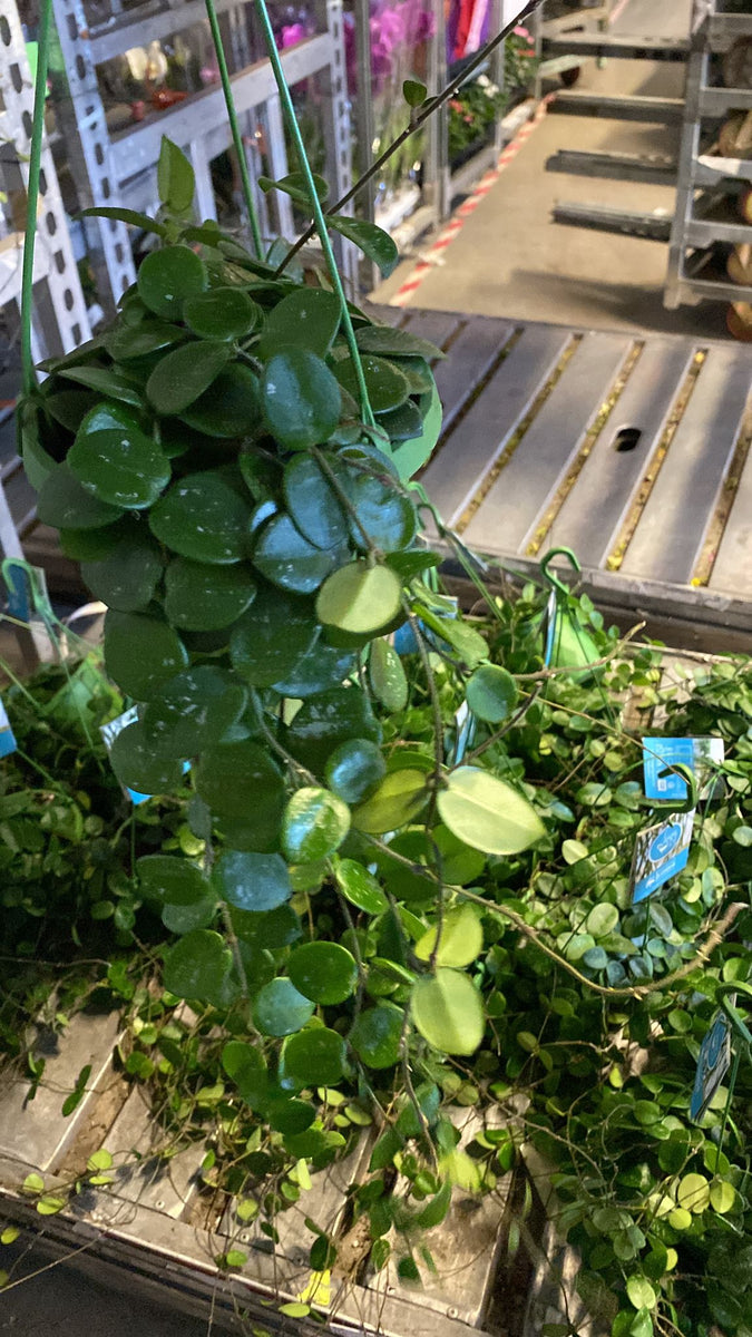 Hoya Mathilde – Plant Studio LLC | TRN 100565690300003