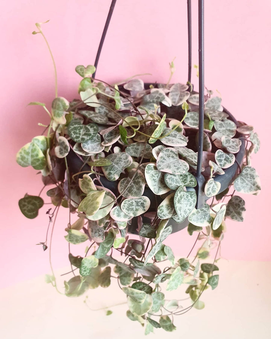 New Arrivals – Plant Studio LLC | TRN 100565690300003
