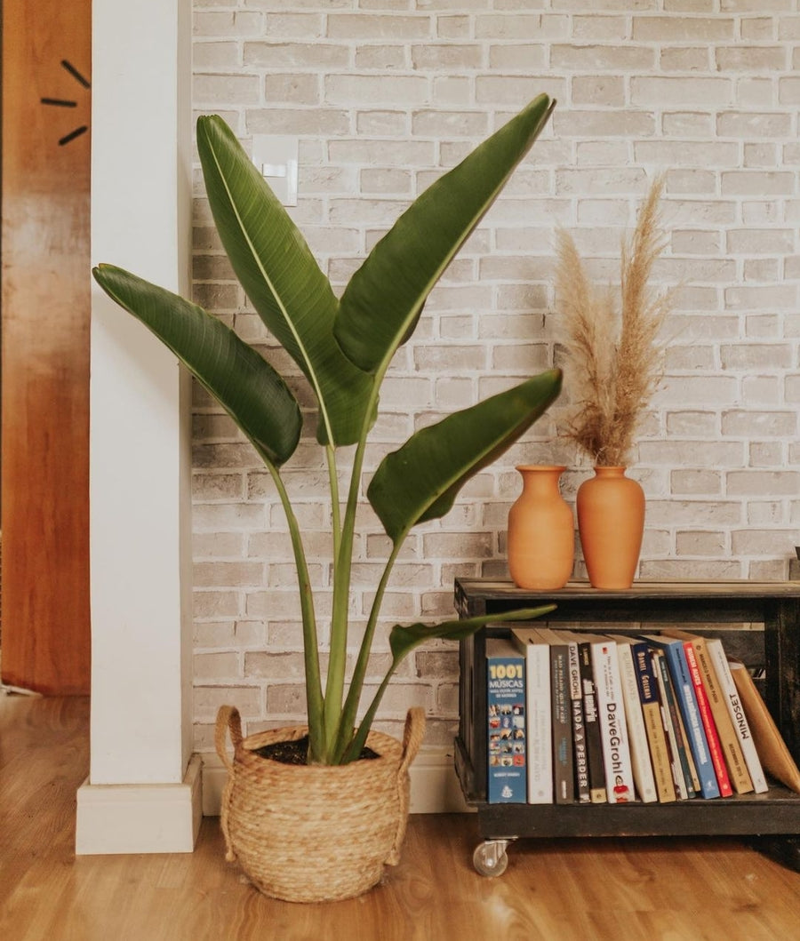 Outdoor Plants – Plant Studio LLC